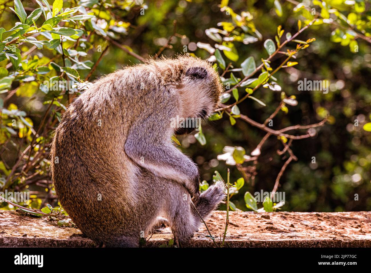 Nairobi National Park Monkey is a common name that may refer to most ...