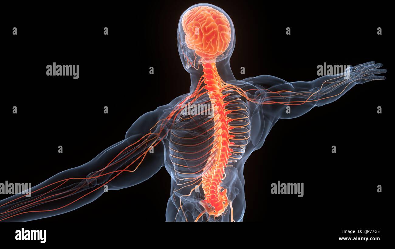 Central Organ of Human Nervous System Brain Anatomy Stock Photo - Alamy
