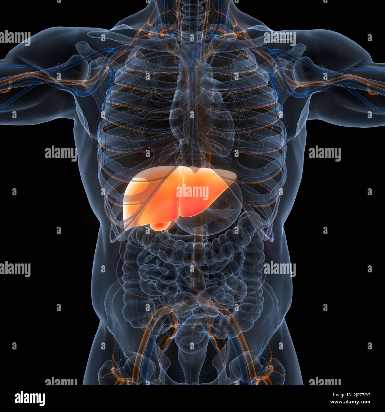Human Internal Digestive Organ Liver Anatomy Stock Photo - Alamy