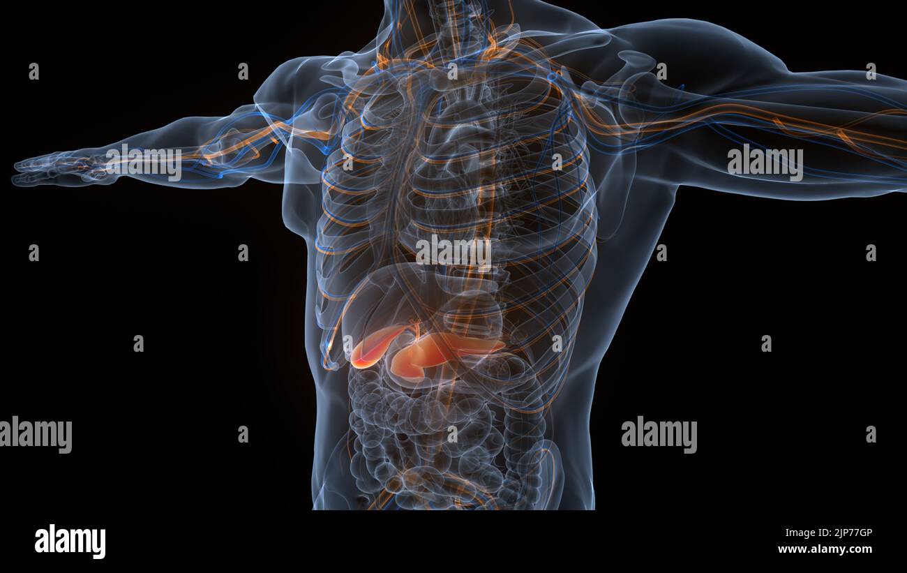Human Internal Organs Pancreas with Gallbladder Anatomy Stock Photo - Alamy