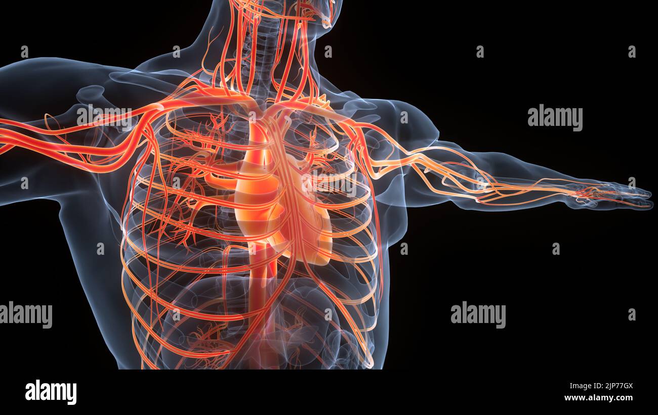 Human Circulatory System Heart Anatomy Stock Photo - Alamy