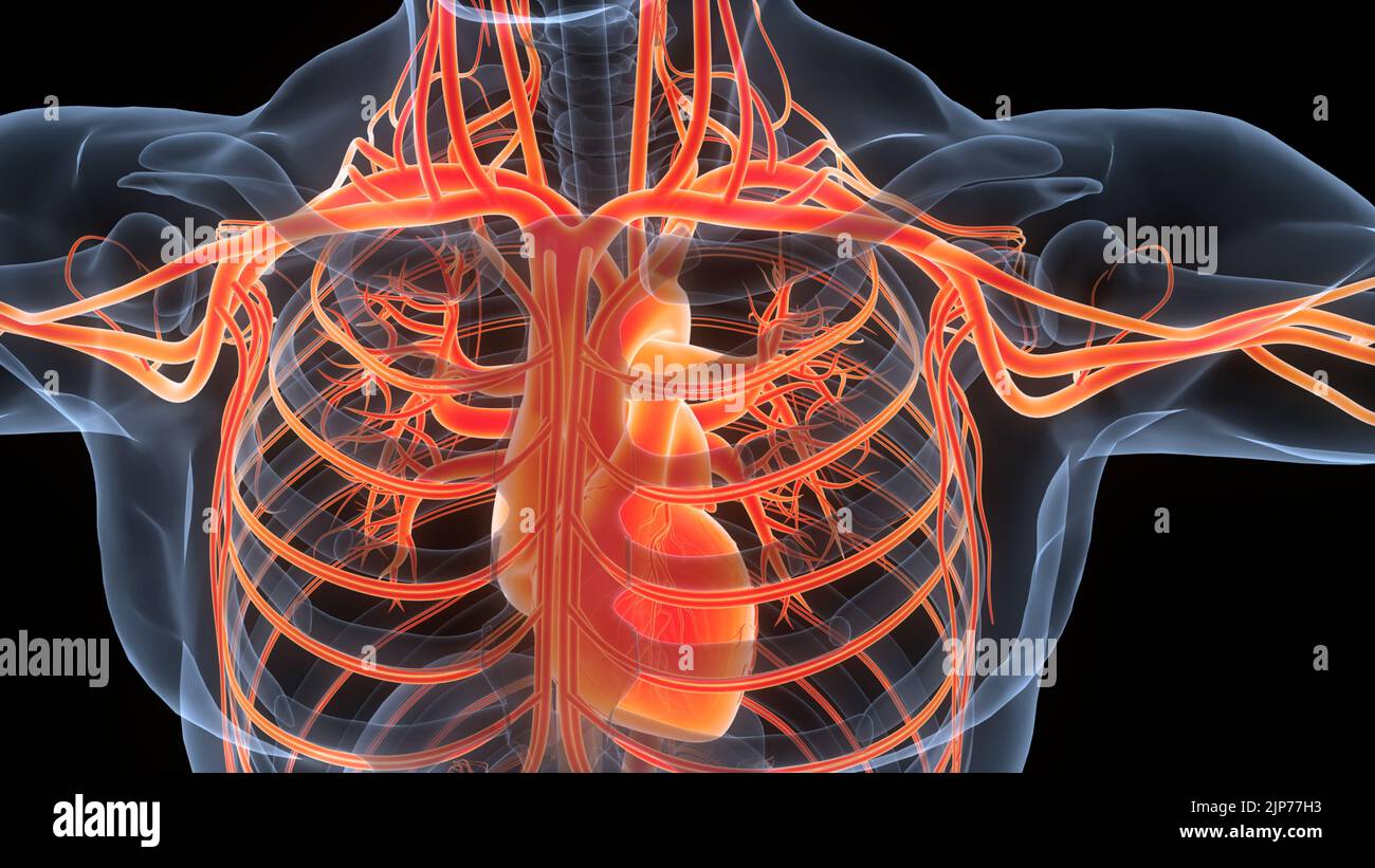 Human Circulatory System Heart Anatomy Stock Photo - Alamy