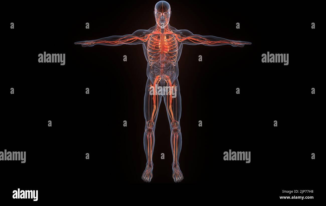 Human Circulatory System Heart Anatomy Stock Photo - Alamy
