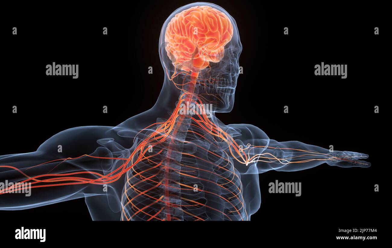Central Organ of Human Nervous System Brain Anatomy Stock Photo - Alamy