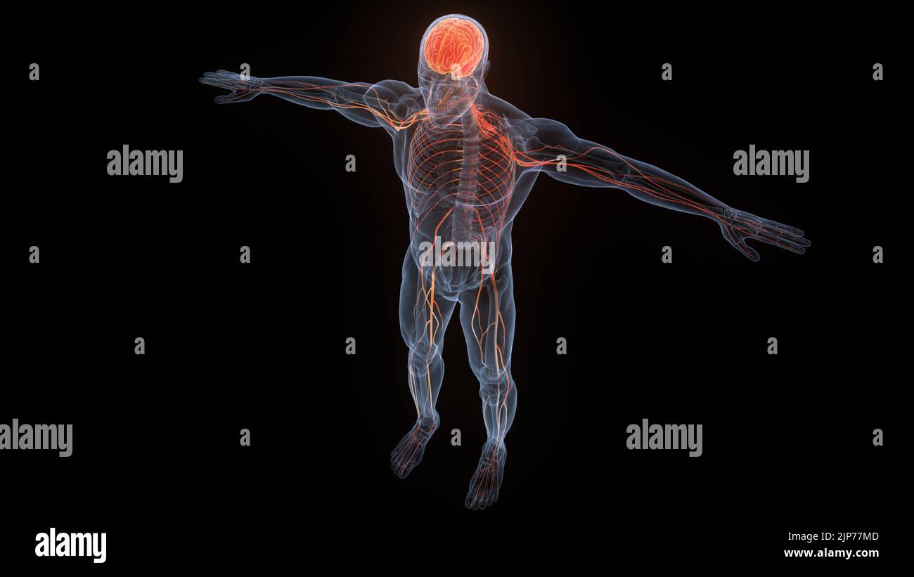 Central Organ of Human Nervous System Brain Anatomy Stock Photo - Alamy