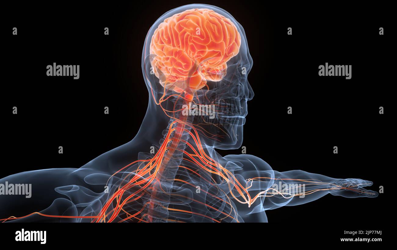 Central Organ of Human Nervous System Brain Anatomy Stock Photo - Alamy