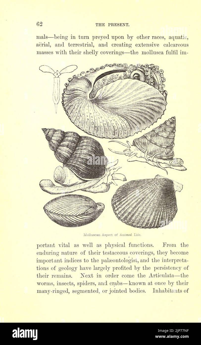 The past and present life of the globe (Page 62 Stock Photo - Alamy