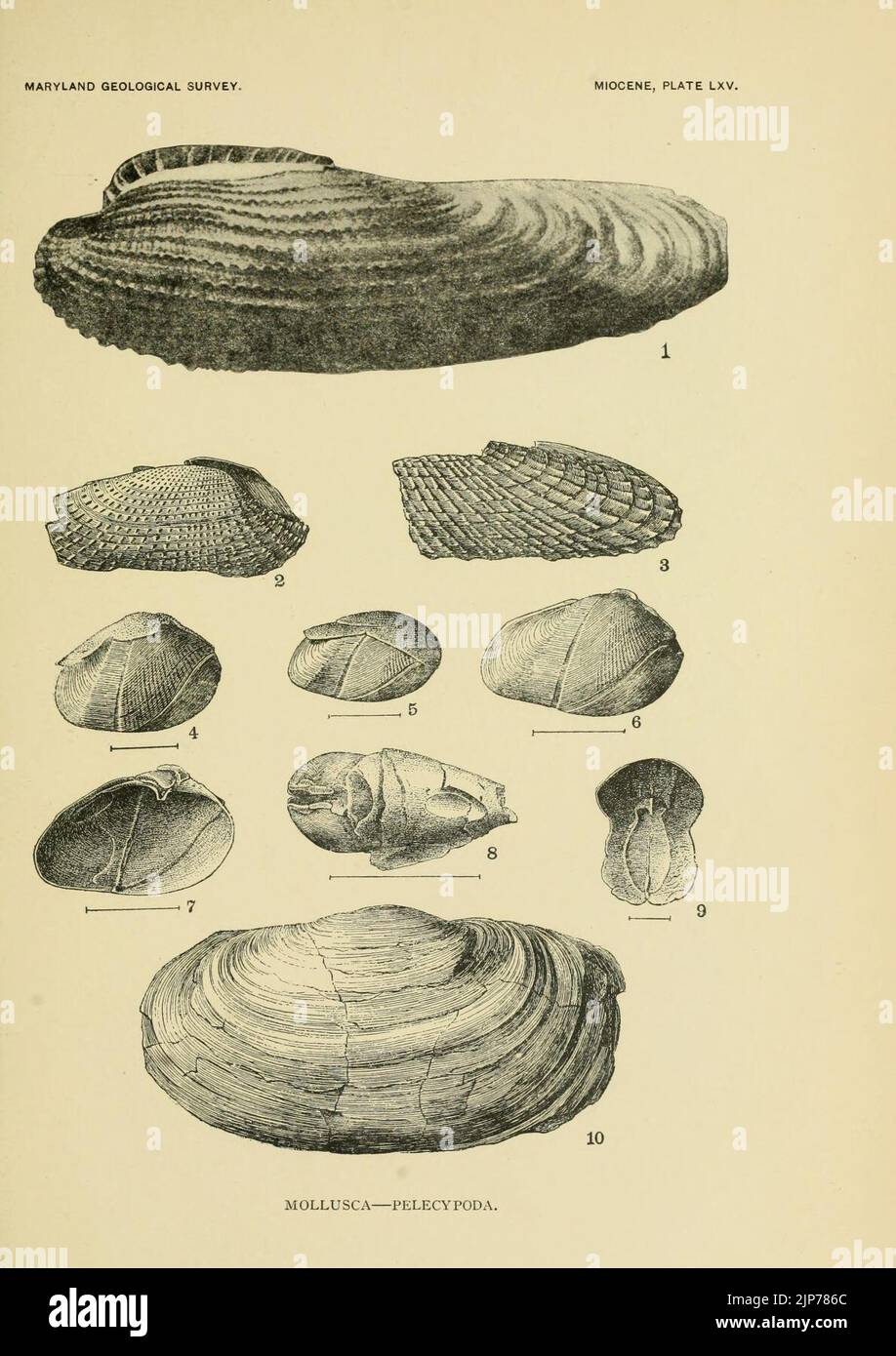 The Pelecypoda of the Miocene of Maryland Stock Photo - Alamy