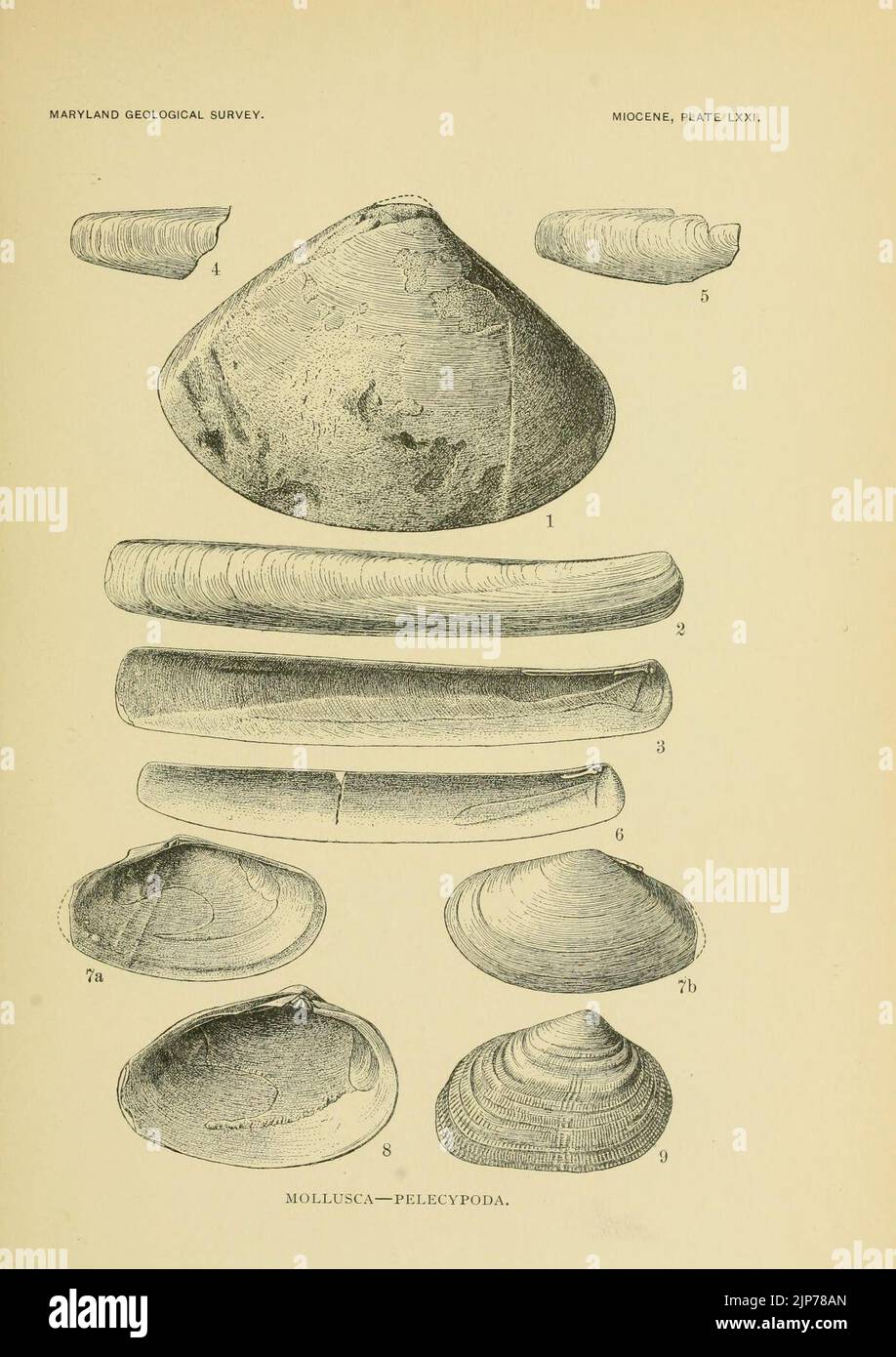 The Pelecypoda of the Miocene of Maryland Stock Photo - Alamy