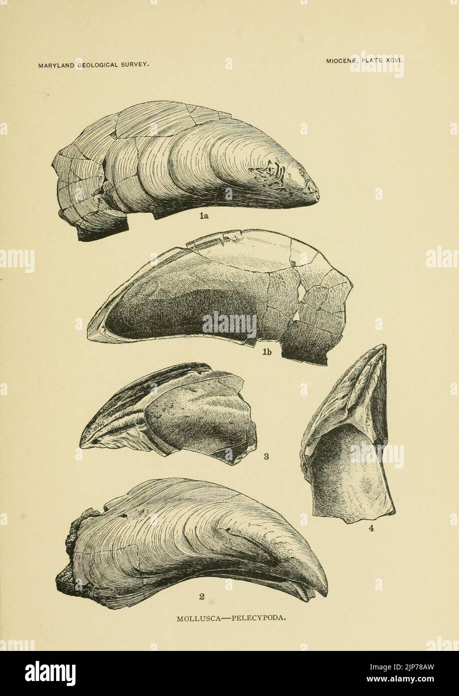 The Pelecypoda of the Miocene of Maryland Stock Photo - Alamy