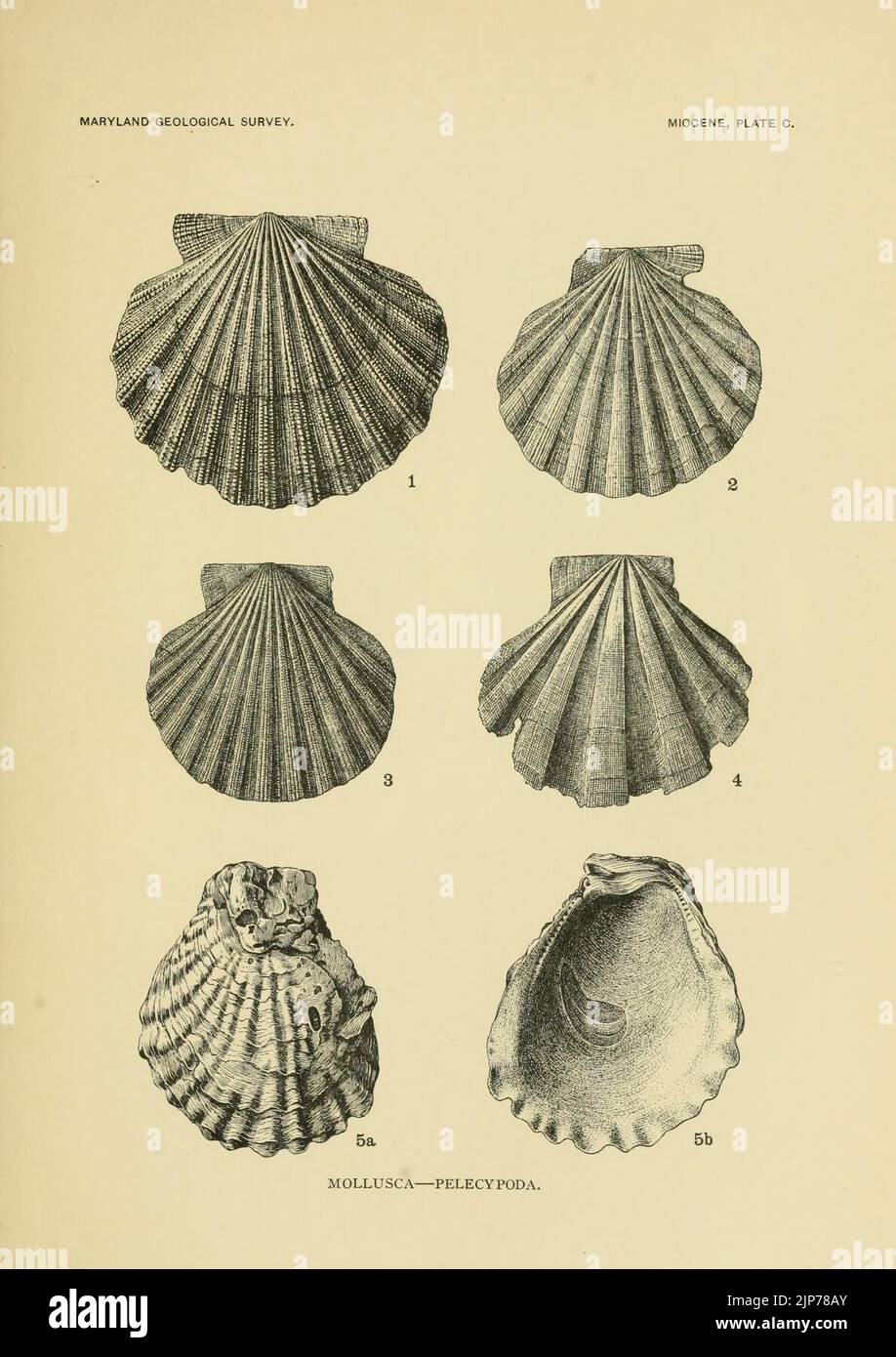 Pelecypoda hi-res stock photography and images - Alamy