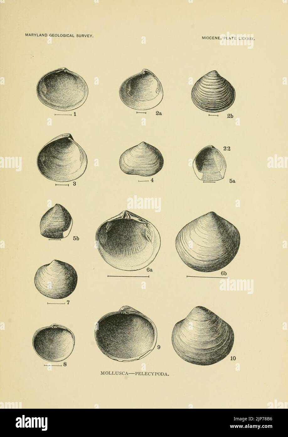 Mollusca Pelecypoda