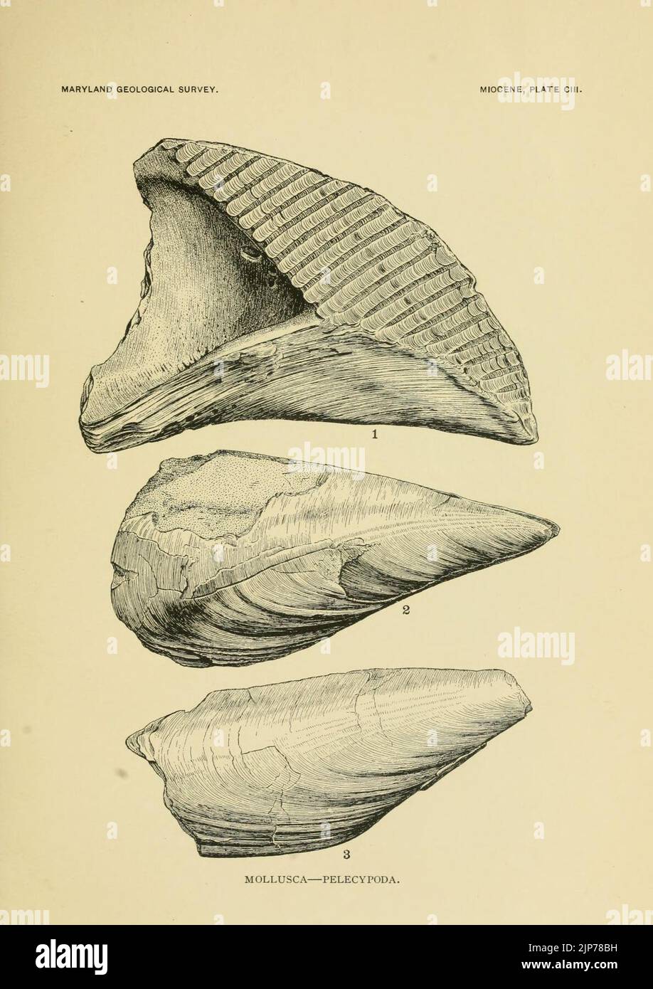 Pelecypoda hi-res stock photography and images - Alamy