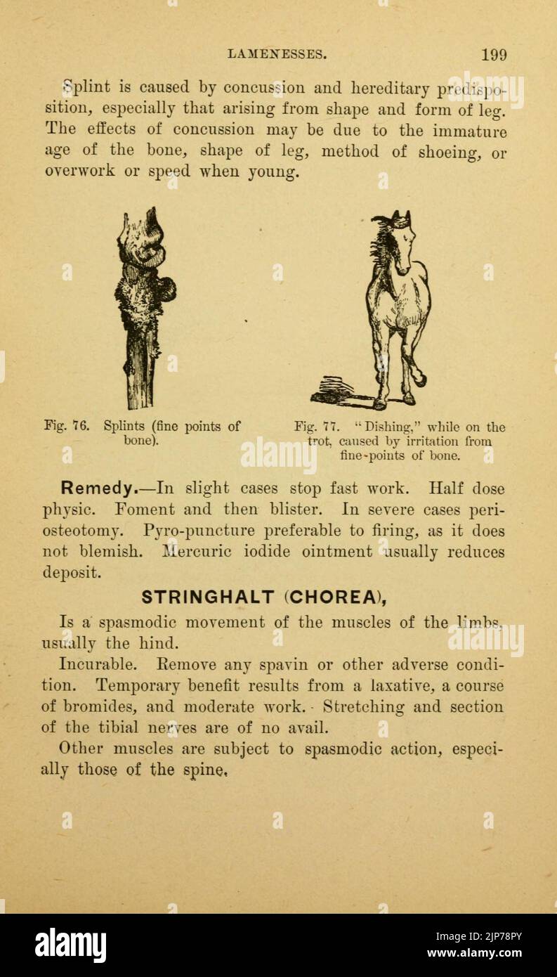 The people's horse, cattle, sheep, and swine doctor (Page 199 Stock ...