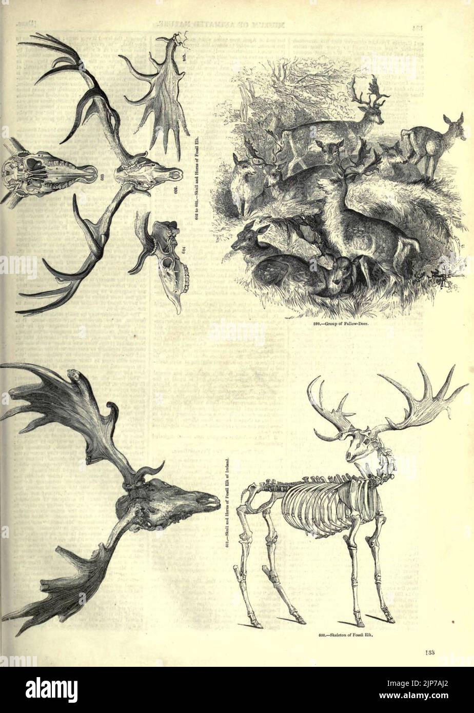 The pictorial museum of animated nature (Page 133 Stock Photo - Alamy