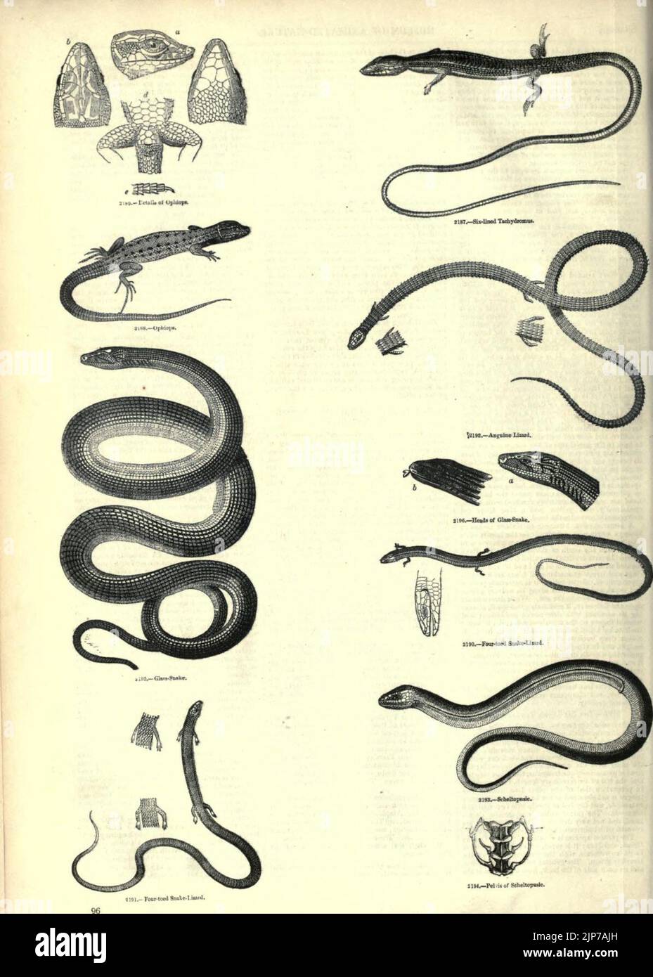 The pictorial museum of animated nature (Page 96) (7740014308 Stock ...