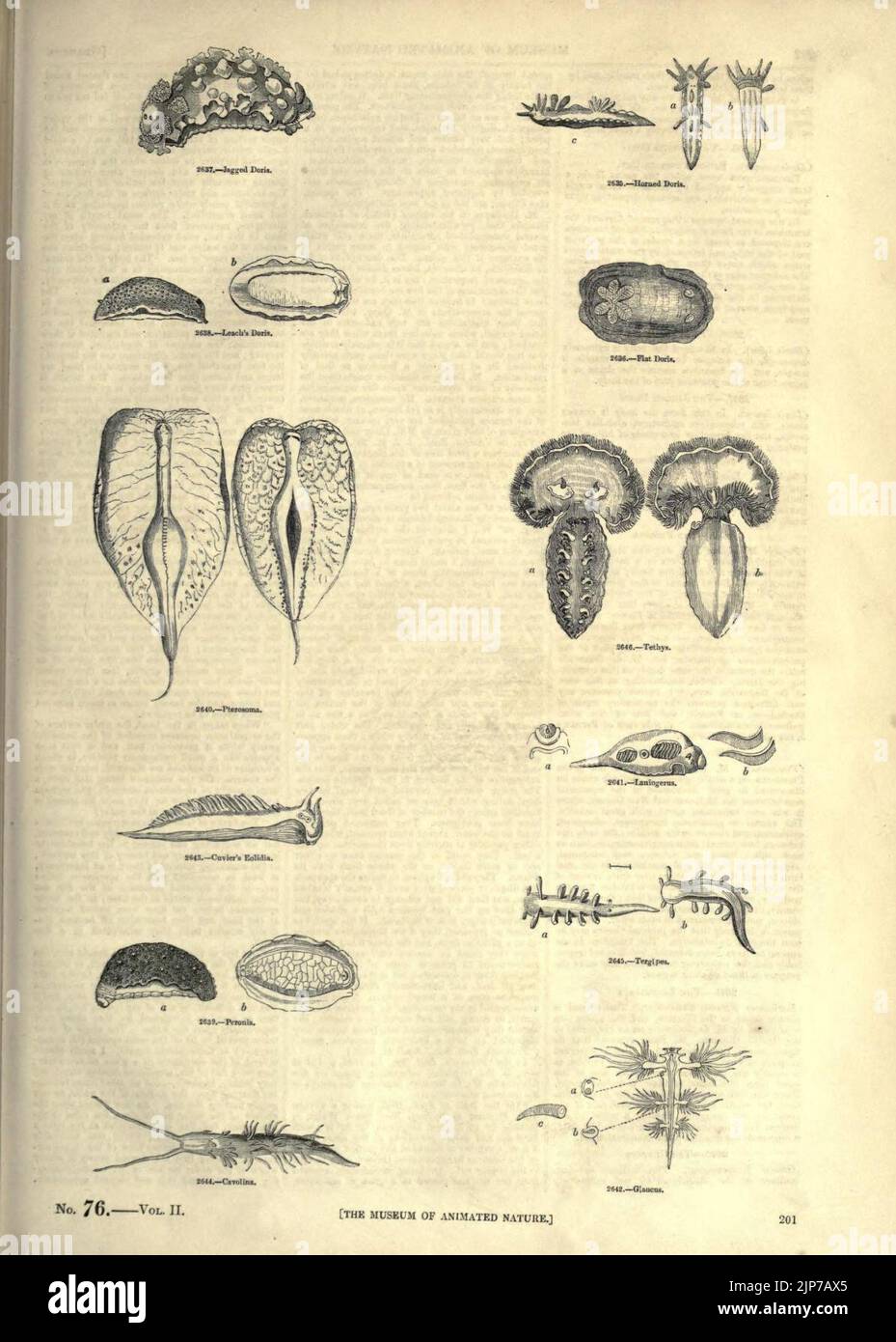 The pictorial museum of animated nature (Page 201) (7740070550 Stock ...