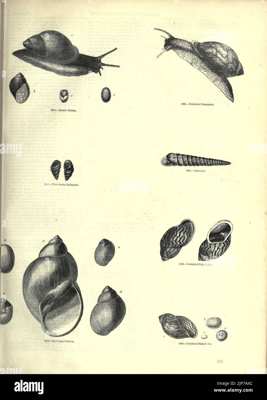 The pictorial museum of animated nature (Page 197) (7740068716 Stock ...