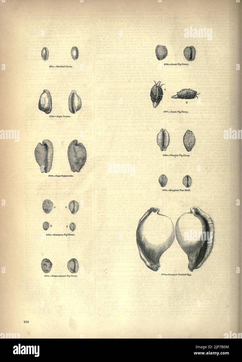 The pictorial museum of animated nature (Page 232) (7740084936 Stock ...