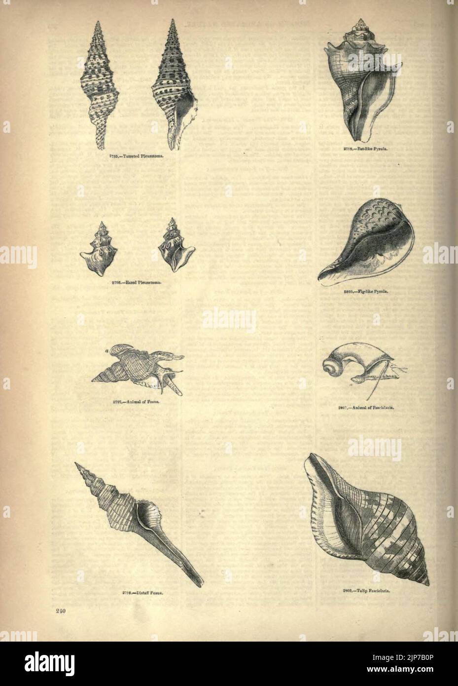 The pictorial museum of animated nature (Page 240) (7740089706 Stock ...