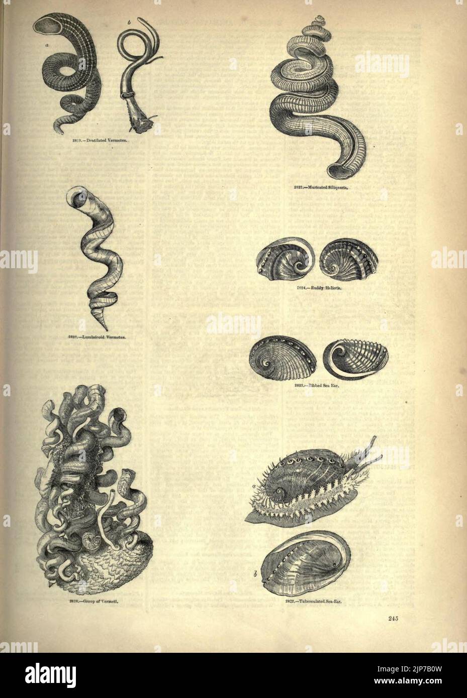 The pictorial museum of animated nature (Page 245) (7740093770 Stock ...