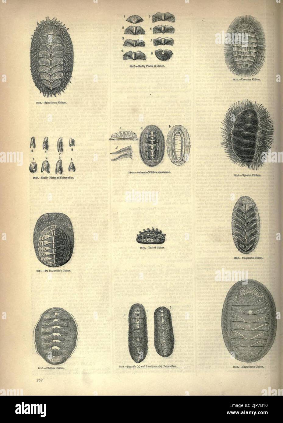 The pictorial museum of animated nature (Page 252) (7740096762 Stock ...