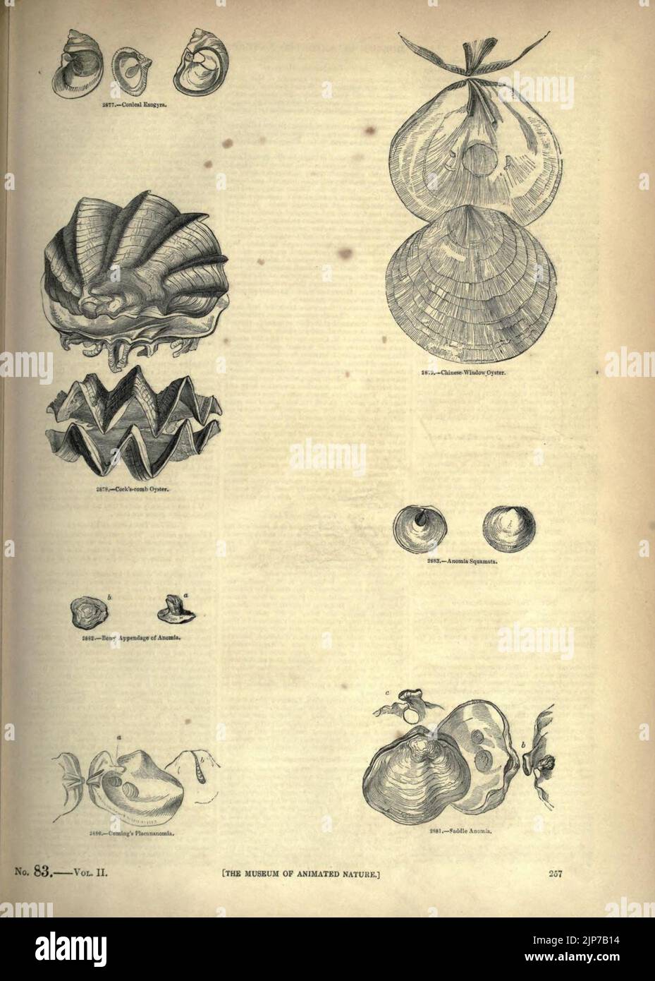 The pictorial museum of animated nature (Page 257) (7740099954 Stock ...