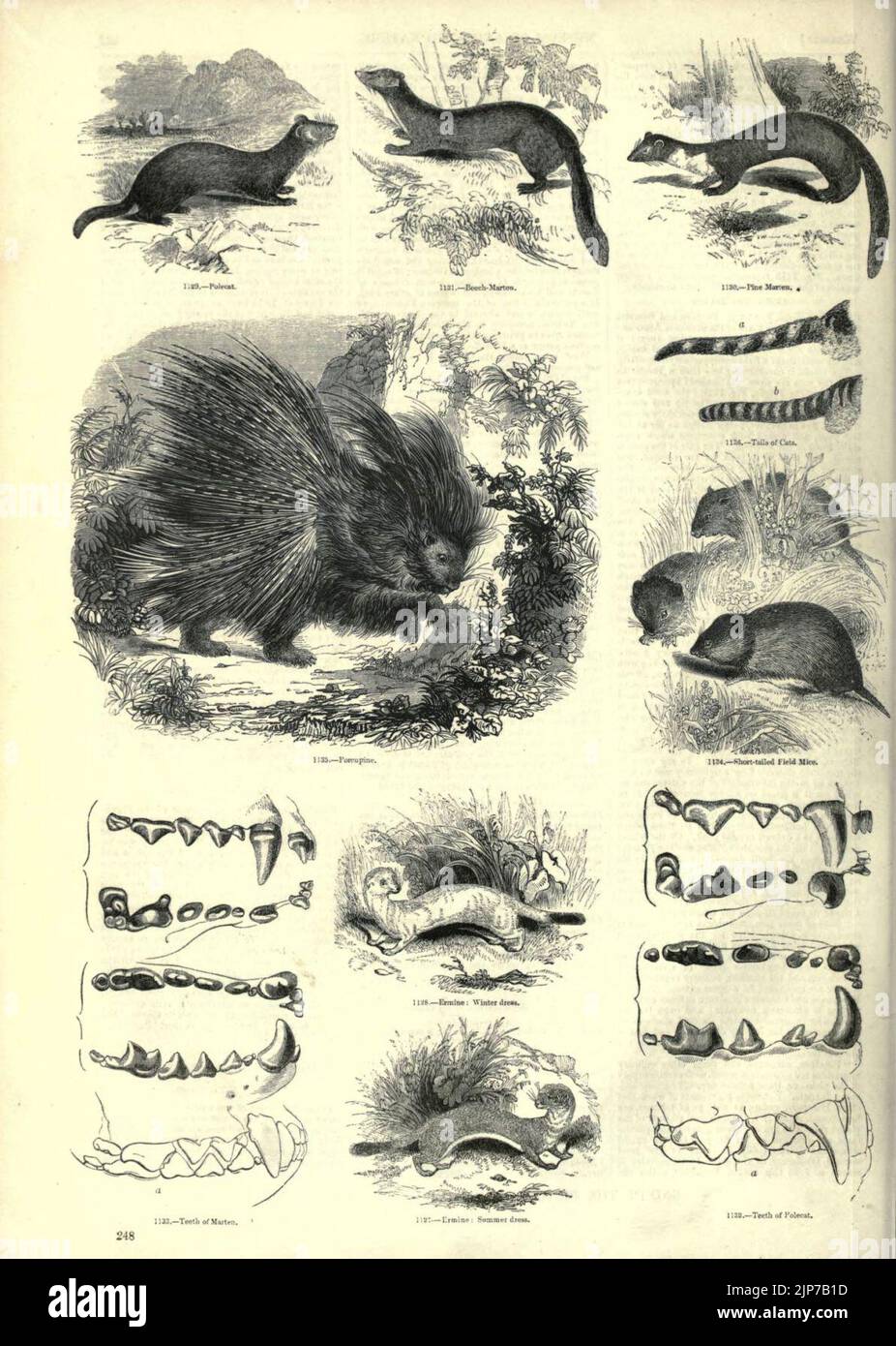 The pictorial museum of animated nature (Page 248 Stock Photo - Alamy
