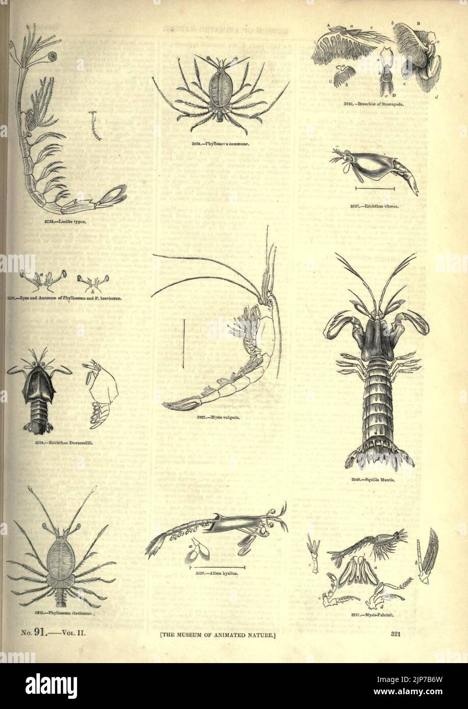 The pictorial museum of animated nature (Page 321) (7740134316 Stock ...