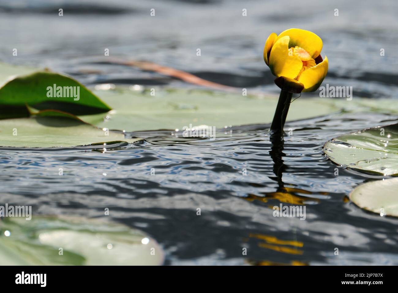 Bullhead pond lily hi-res stock photography and images - Alamy