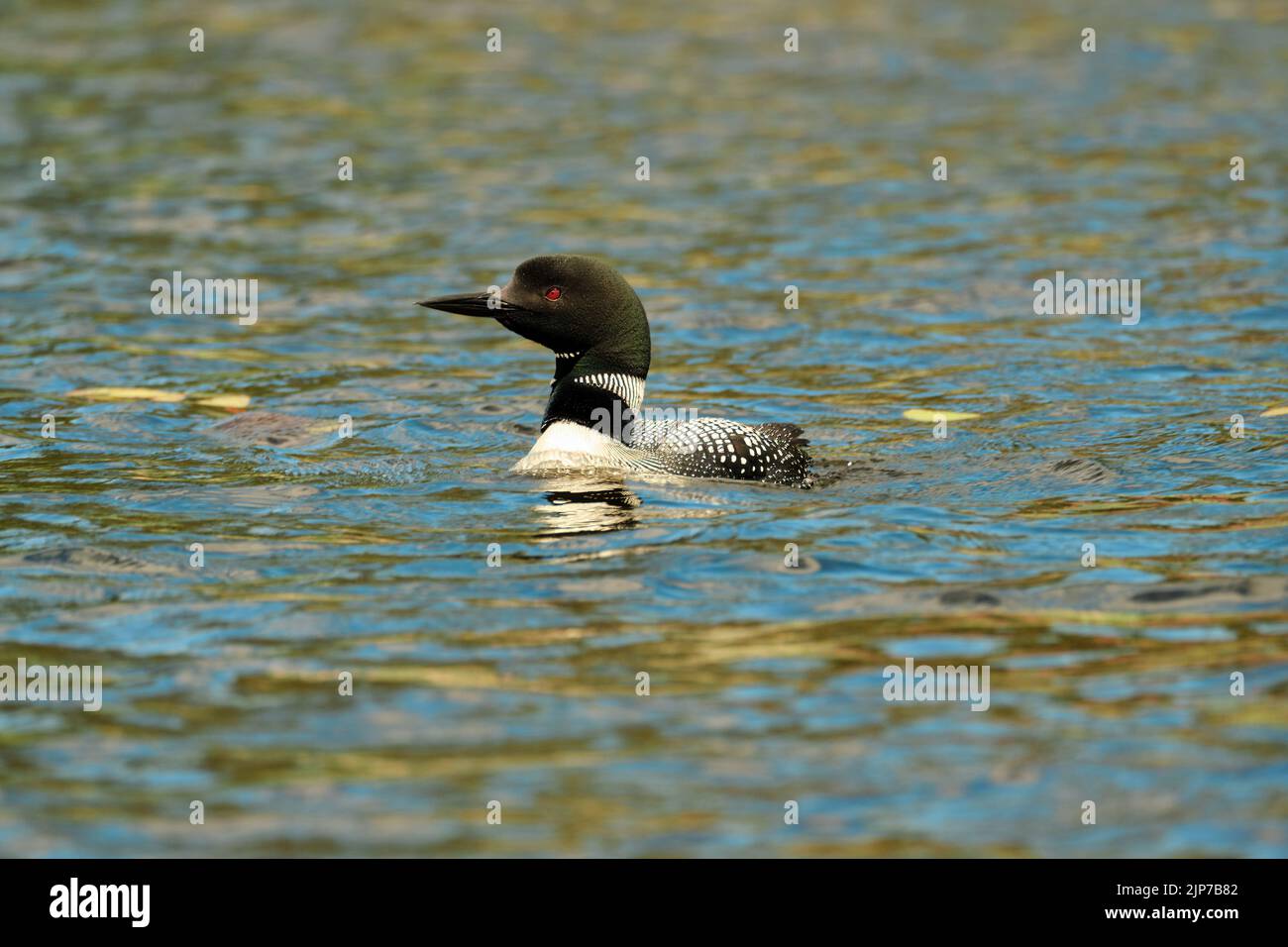 Common loon gavia immer on water hi-res stock photography and images ...