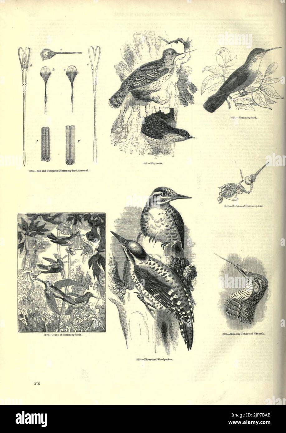 The pictorial museum of animated nature (Page 376 Stock Photo - Alamy