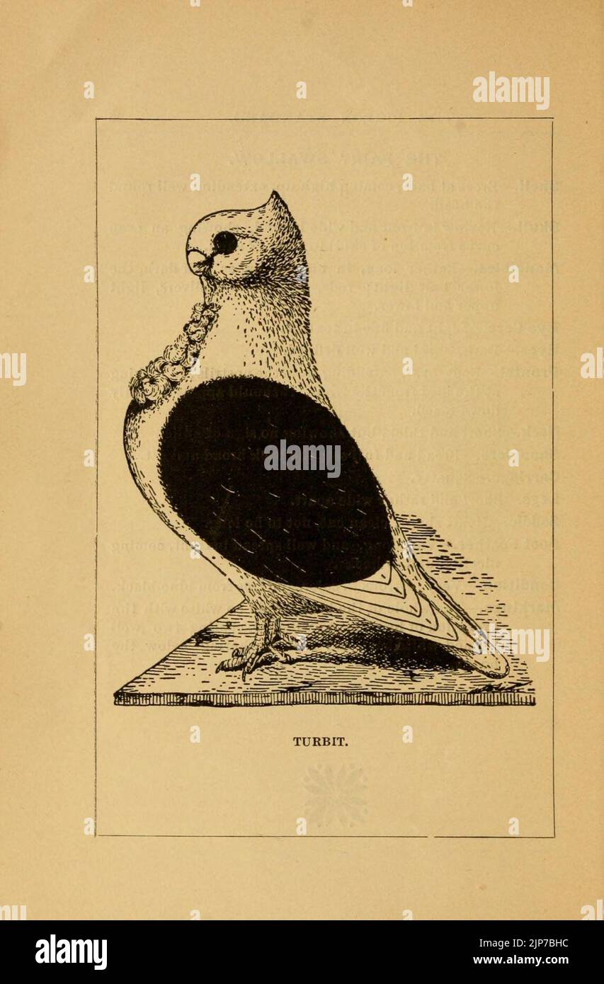 Standard pigeon hi-res stock photography and images - Alamy