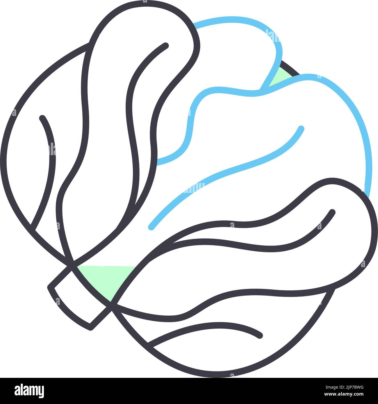 cabbage line icon, outline symbol, vector illustration, concept sign ...