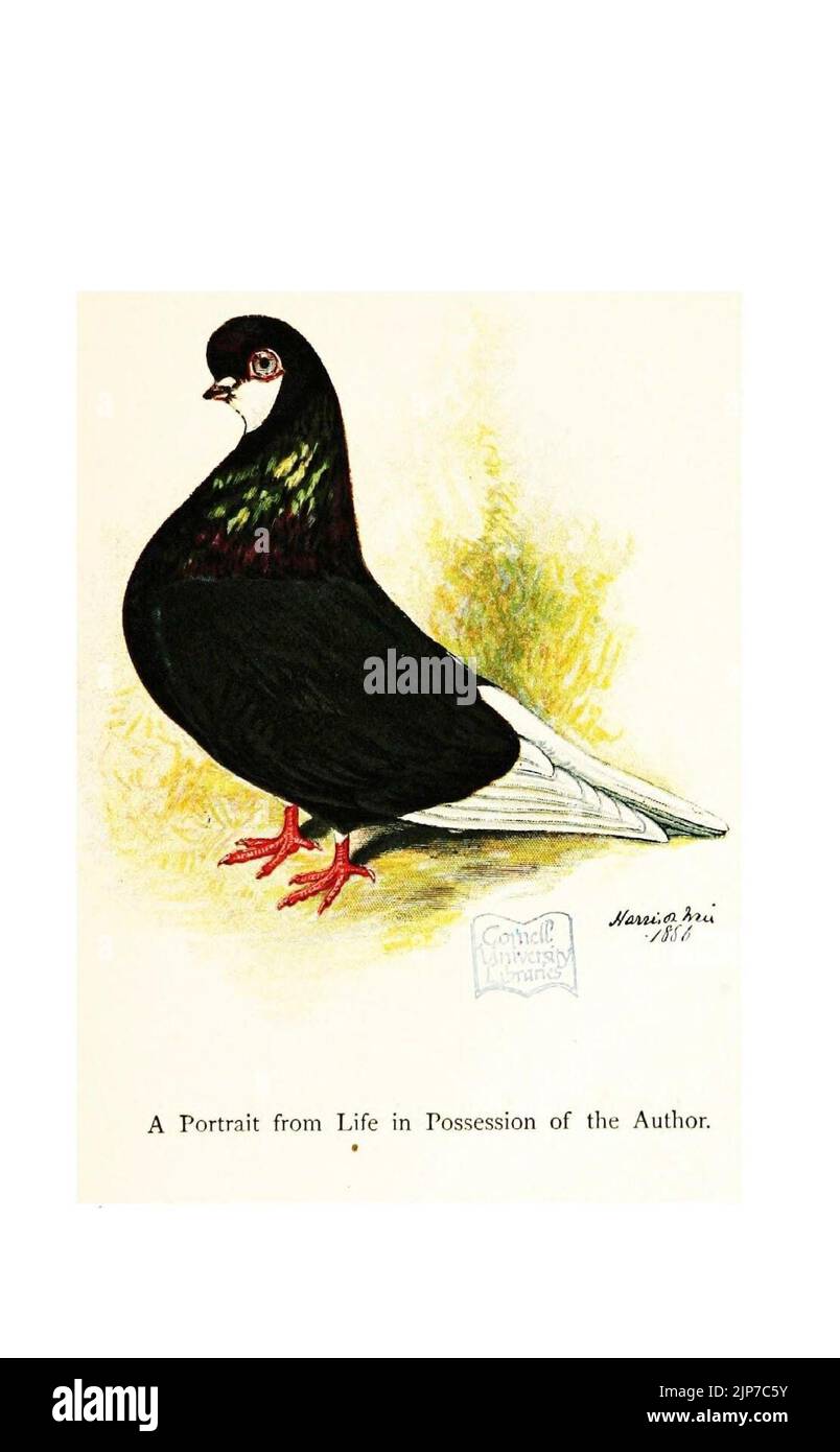 The pleasures of a pigeon-fancier (Plate) (7064187675 Stock Photo - Alamy