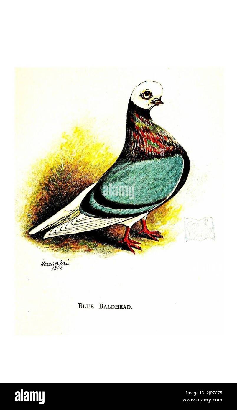 The pleasures of a pigeon-fancier (Plate) (6918108768 Stock Photo - Alamy