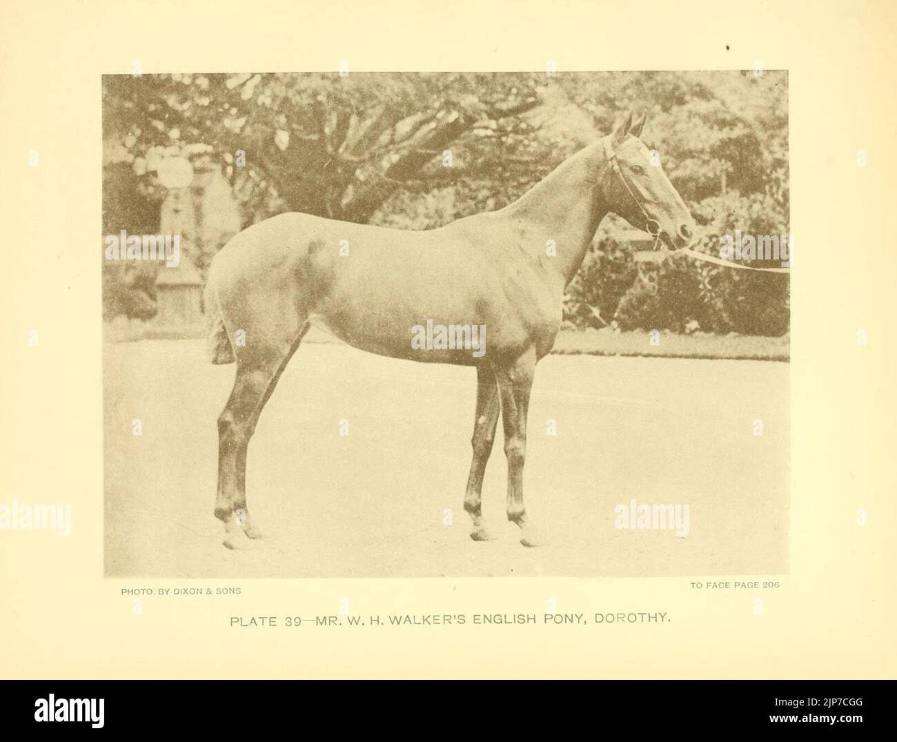 The points of the horse Stock Photo - Alamy