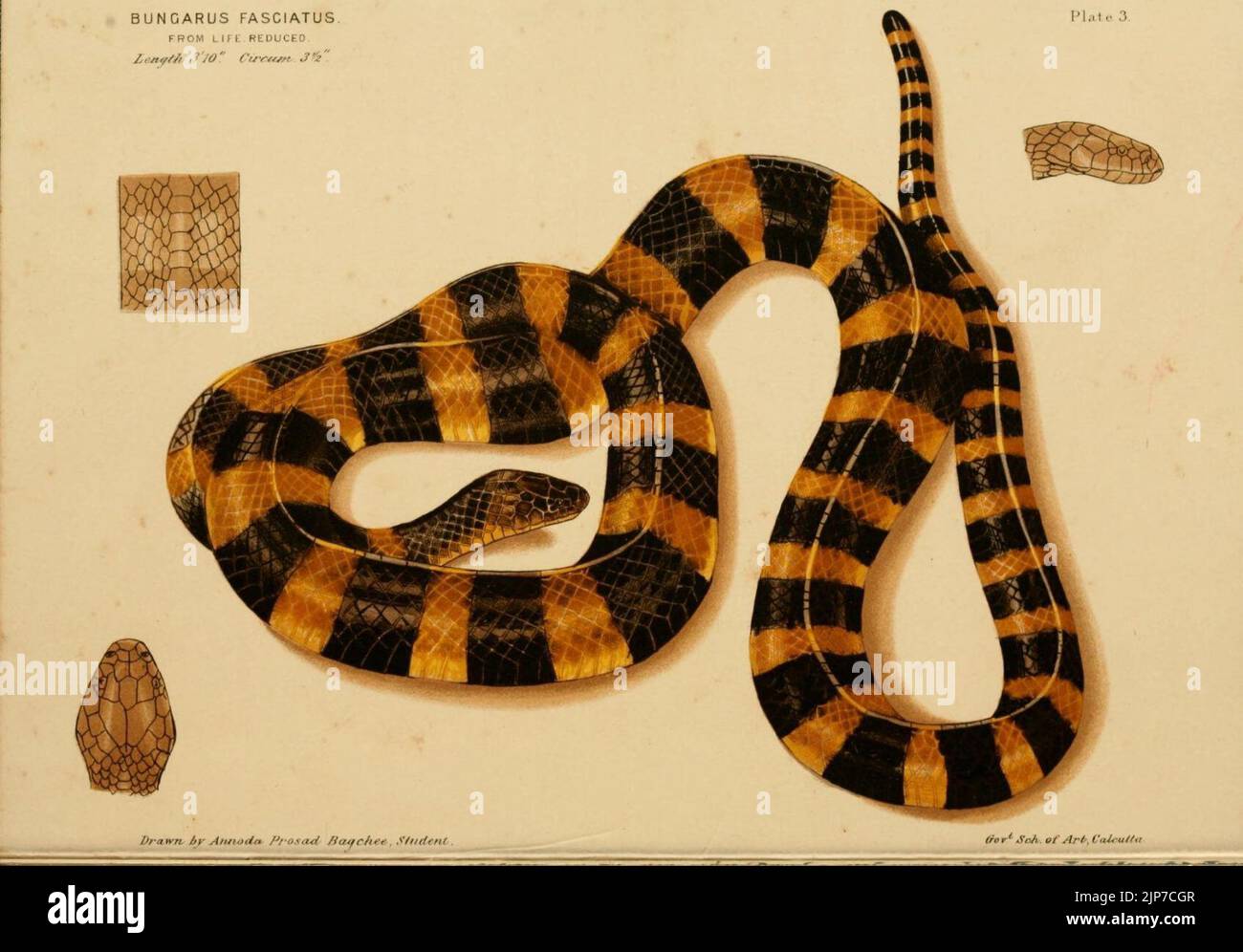 The poisonous snakes of India (Plate 3) (7341173428 Stock Photo - Alamy