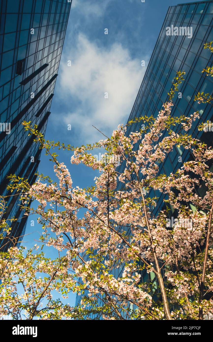Cherry blossomes concept. Japanese sakura on cityscape background ...