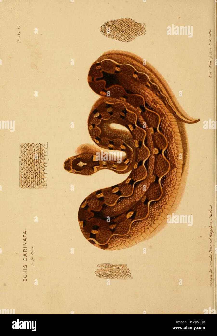 The poisonous snakes of India (Plate 6 Stock Photo - Alamy