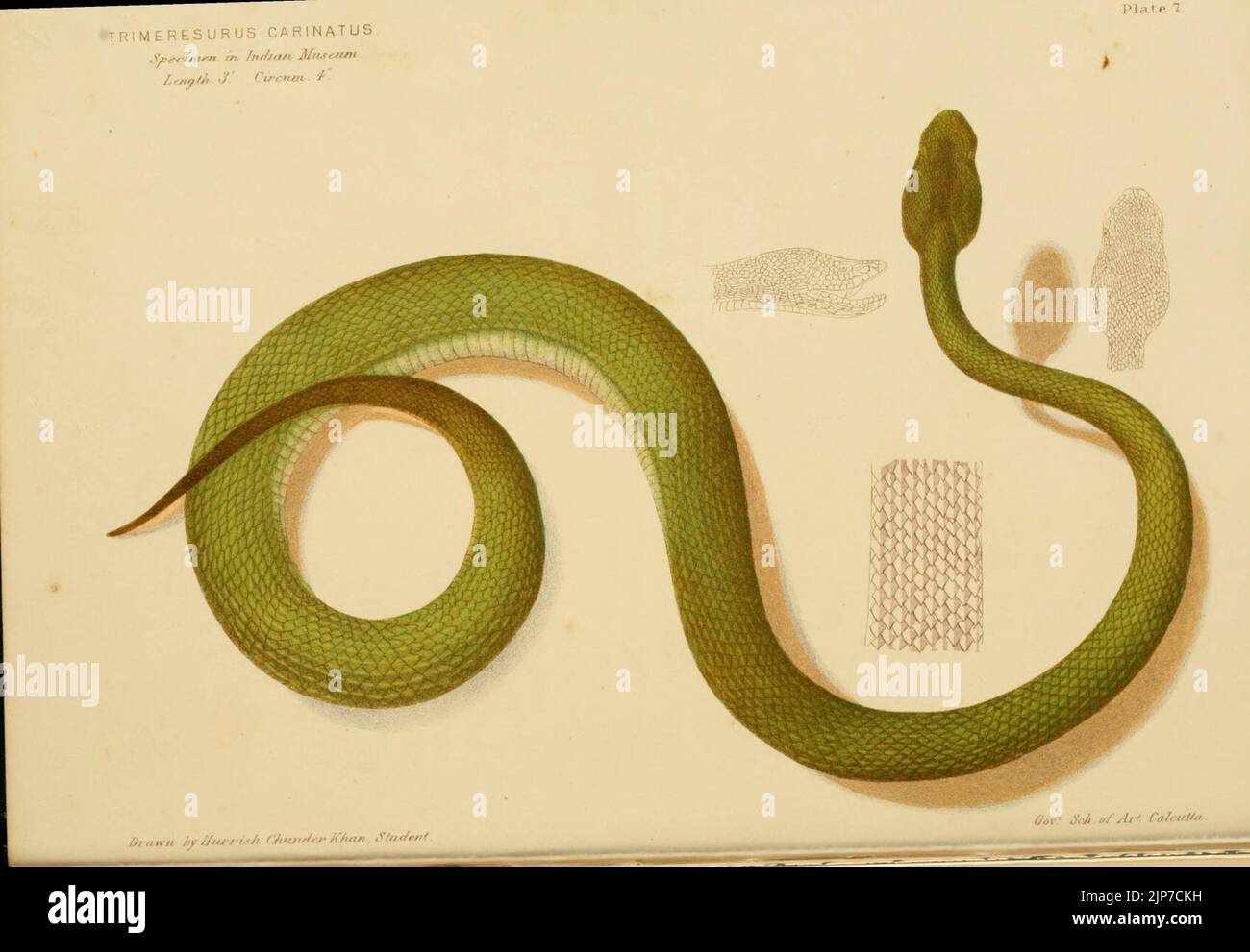 7 snakes hi-res stock photography and images - Alamy