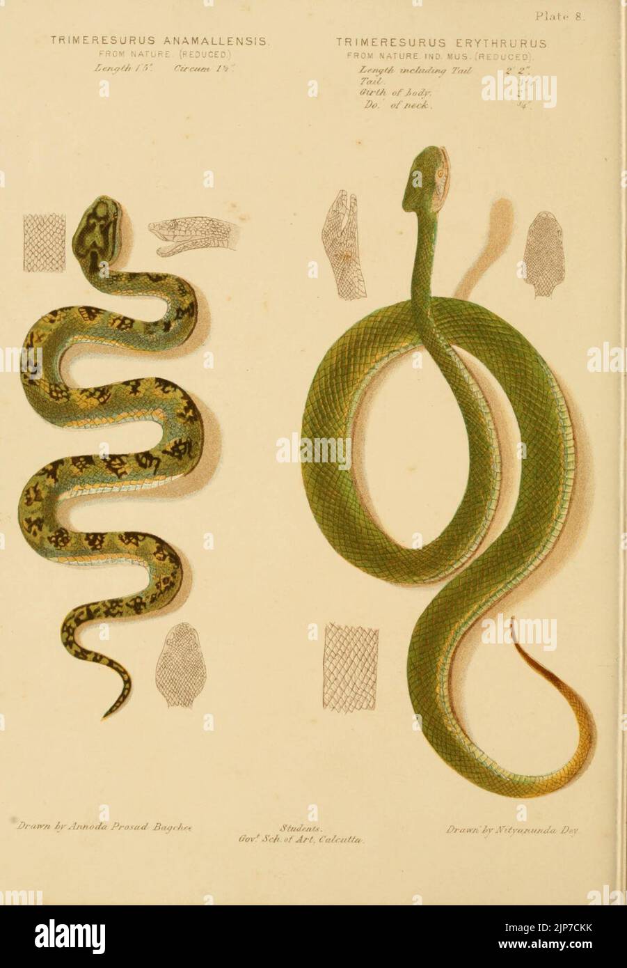 The poisonous snakes of India (Plate 8 Stock Photo - Alamy