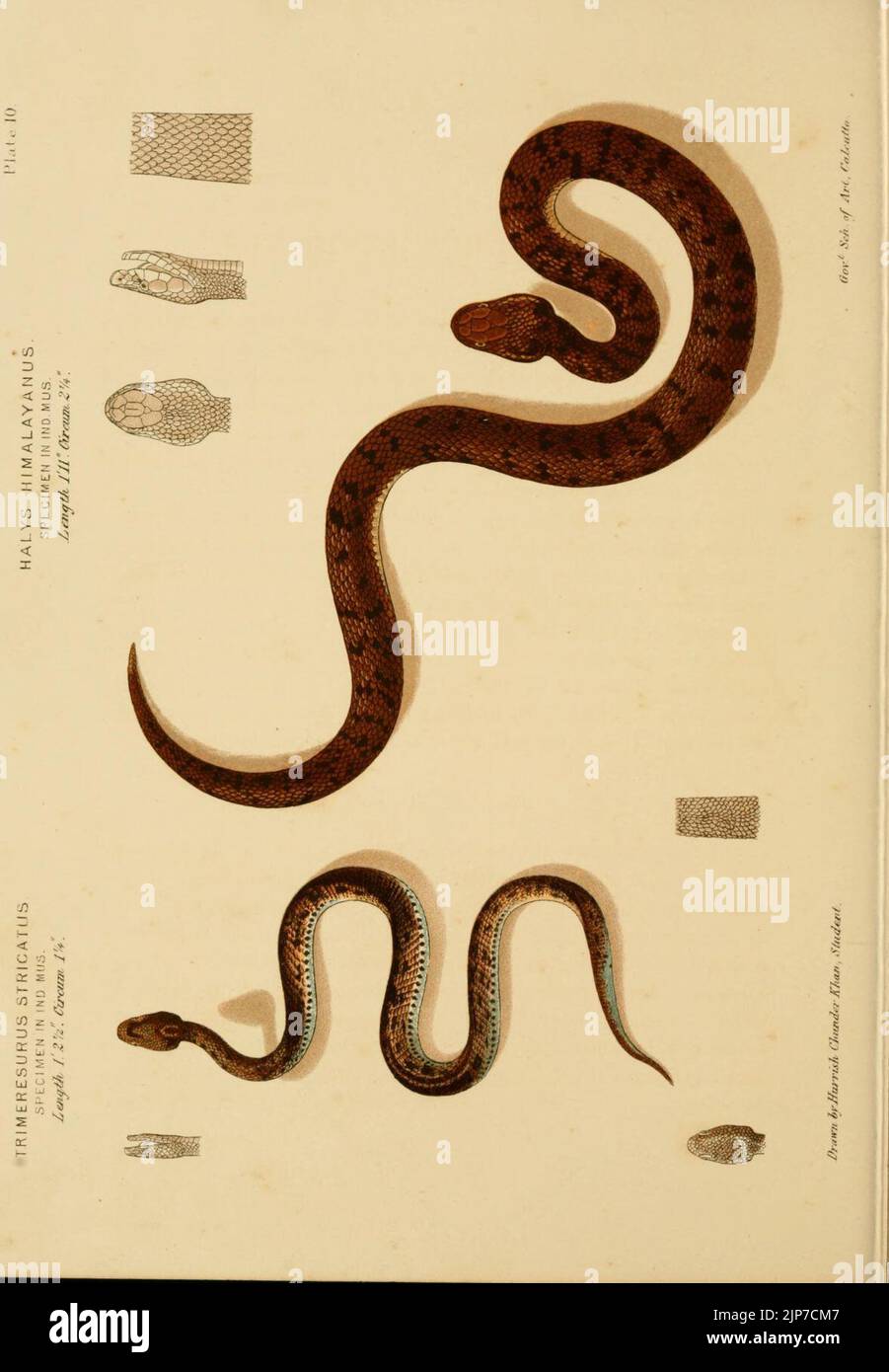 The poisonous snakes of India (Plate 10 Stock Photo - Alamy