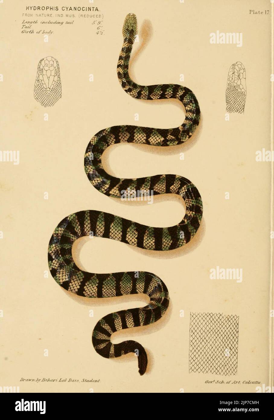 The poisonous snakes of India (Plate 17 Stock Photo - Alamy