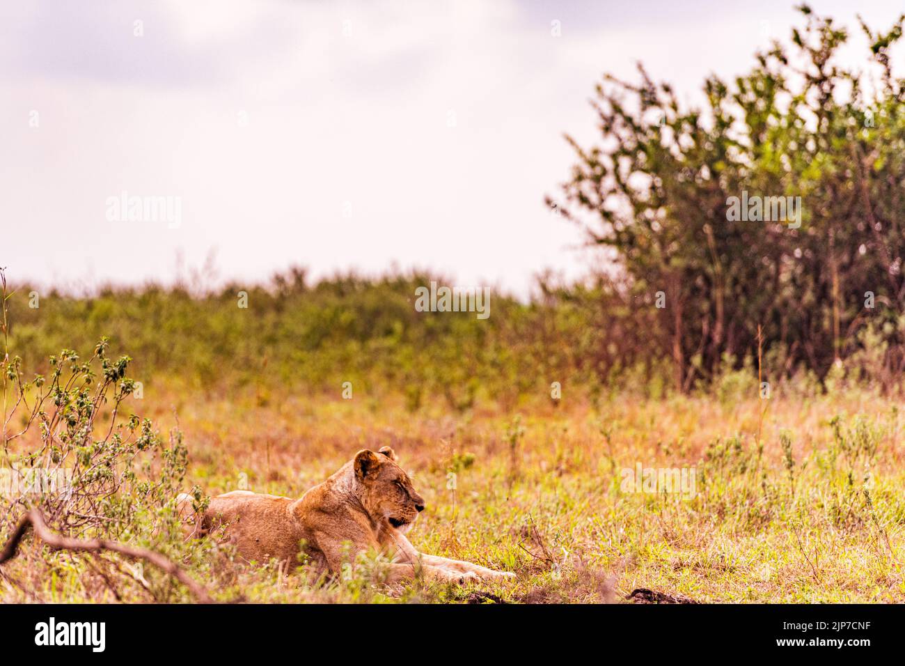 Nairobi National Park Lion Lioness King Of Jungle wild wildlife animals ...