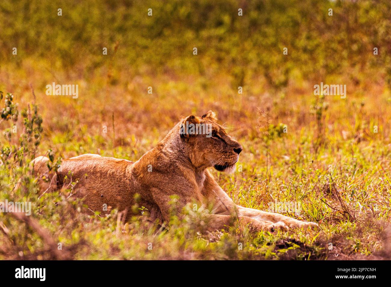 Nairobi National Park Lion Lioness King Of Jungle wild wildlife animals ...
