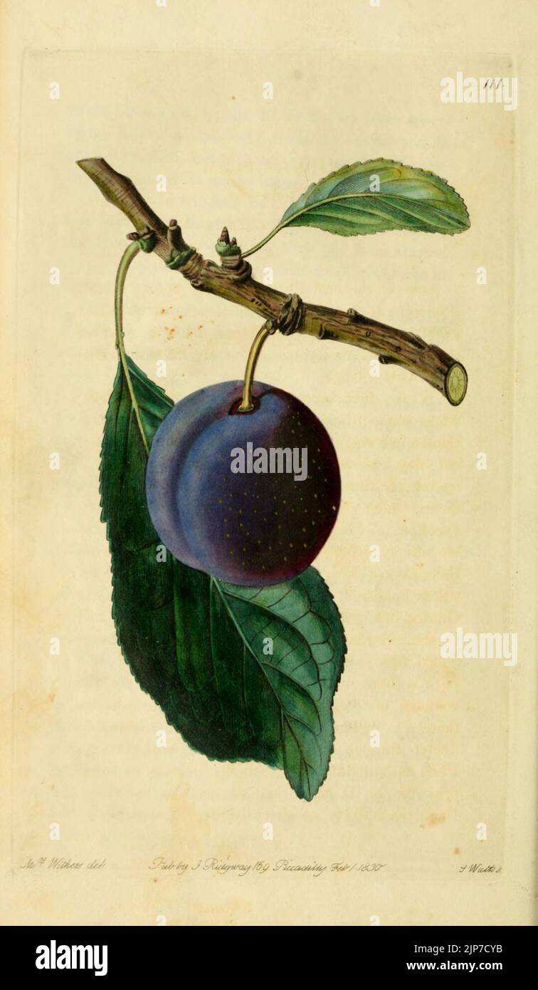 The Pomological magazine (Pl. 111) (8744823184 Stock Photo - Alamy