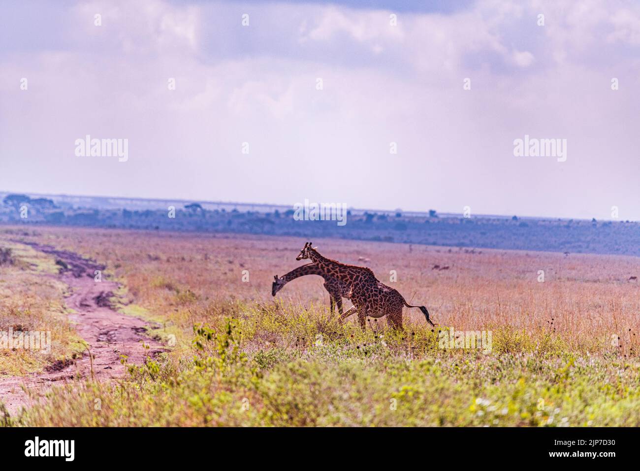 Nairobi National Park Giraffe wild wildlife animals Savannah grasslands ...