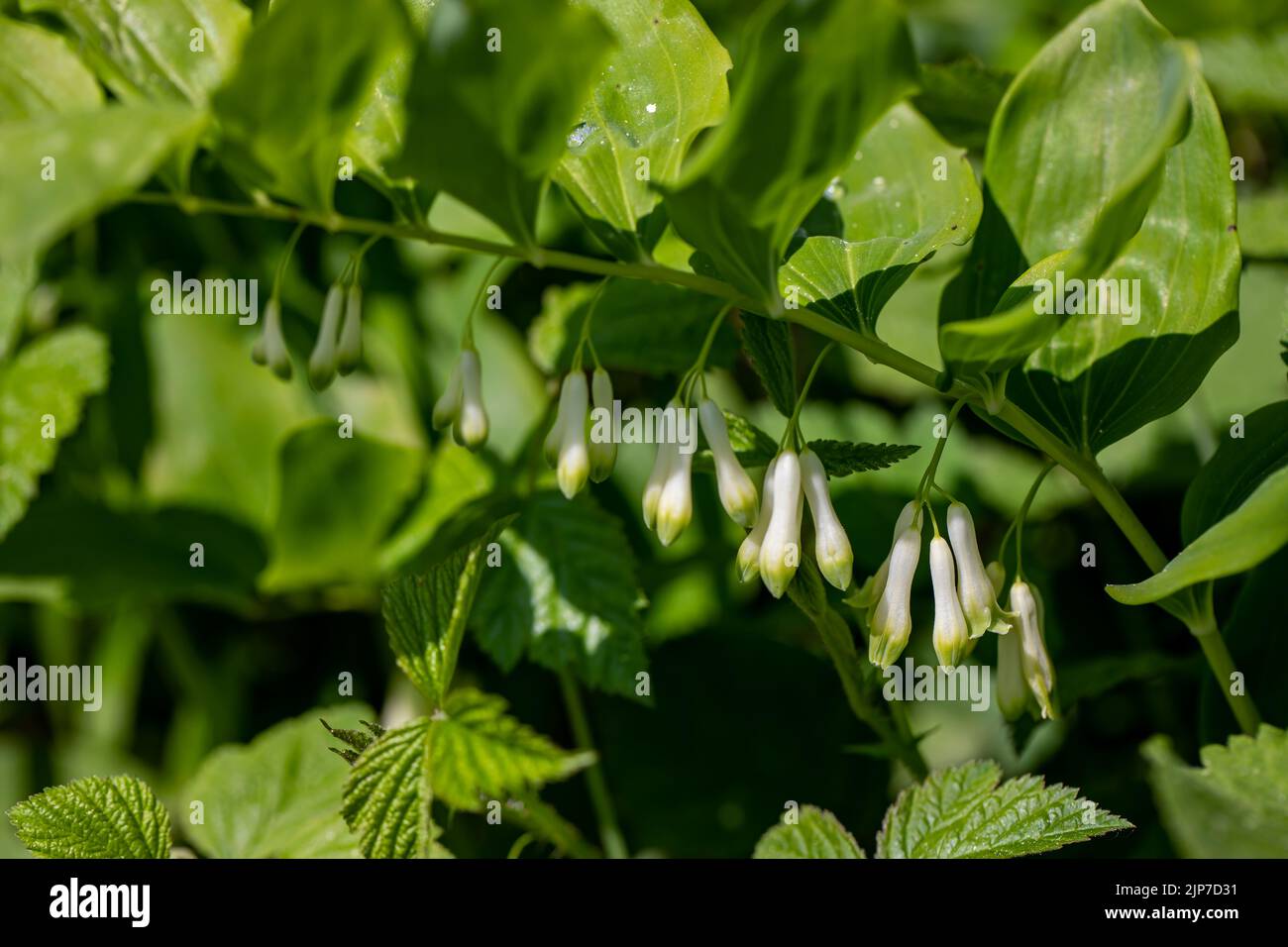 Polygonatum multiflorum flower in meadow, macro Stock Photo - Alamy