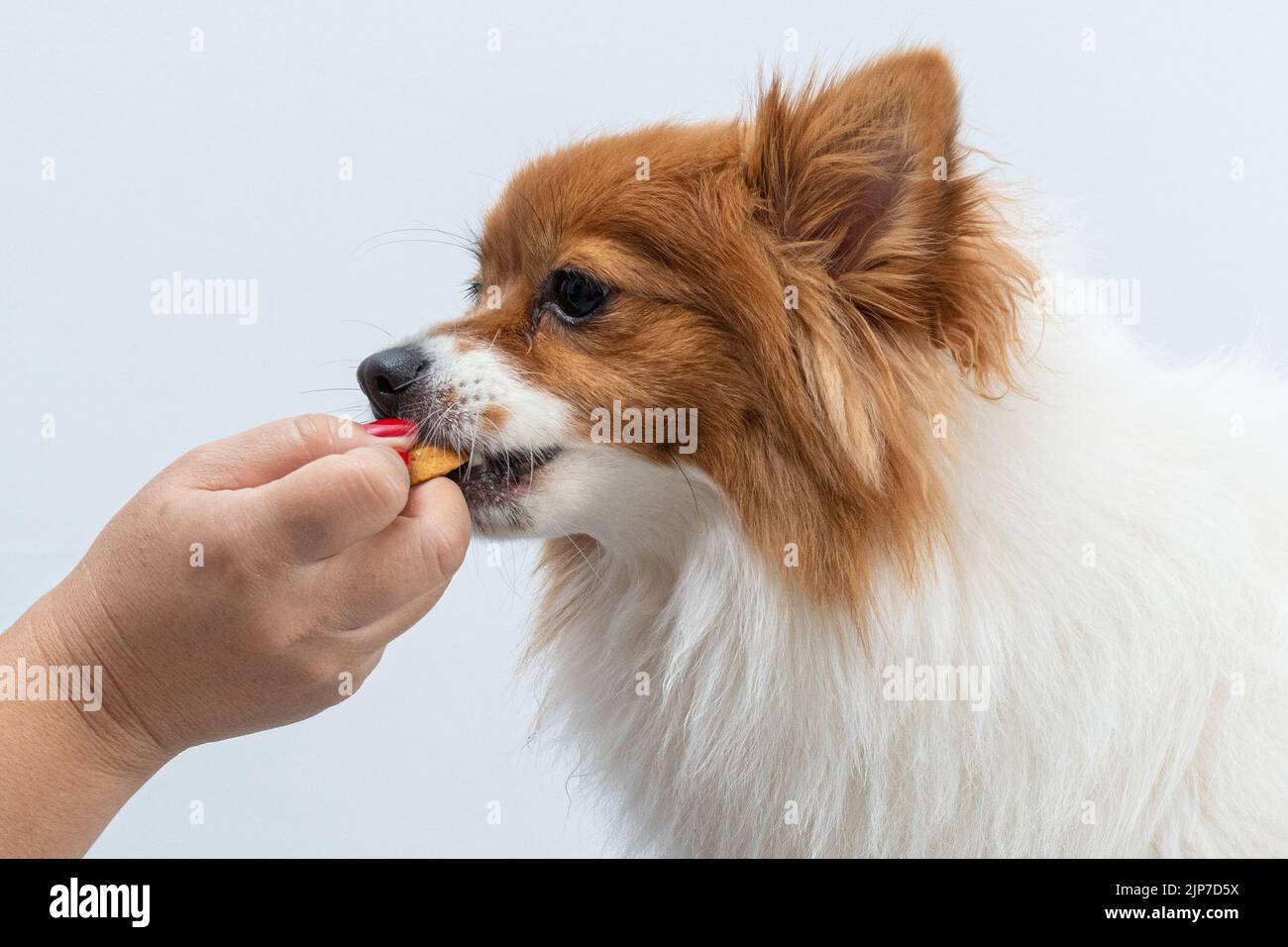 A woman giving a spitz u-shaped snack isolated on a white background ...